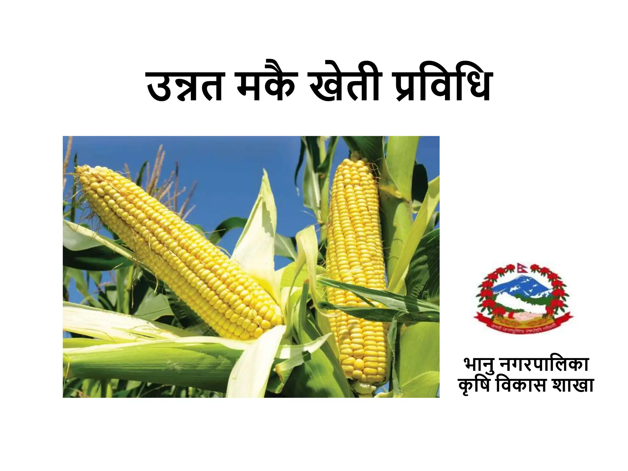 MAIZE df rtfdg fffffg fg fg fg fgf111.pptx