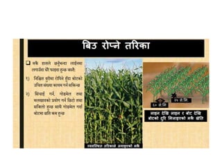 MAIZE df rtfdg fffffg fg fg fg fgf111.pptx