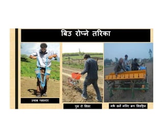 MAIZE df rtfdg fffffg fg fg fg fgf111.pptx