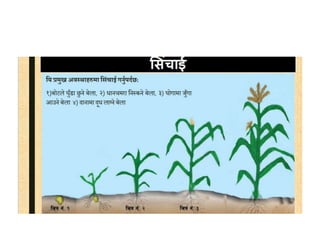 MAIZE df rtfdg fffffg fg fg fg fgf111.pptx