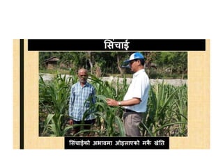 MAIZE df rtfdg fffffg fg fg fg fgf111.pptx