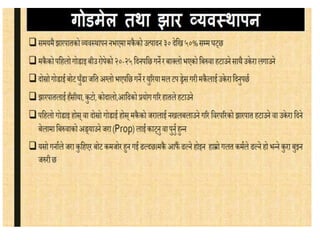 MAIZE df rtfdg fffffg fg fg fg fgf111.pptx