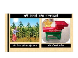 MAIZE df rtfdg fffffg fg fg fg fgf111.pptx