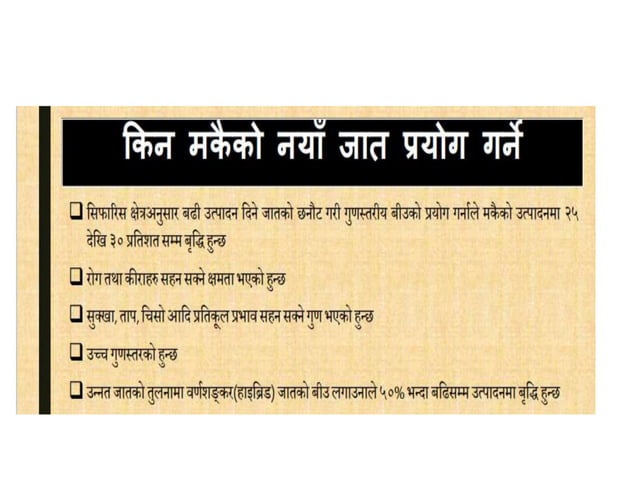 MAIZE df rtfdg fffffg fg fg fg fgf111.pptx