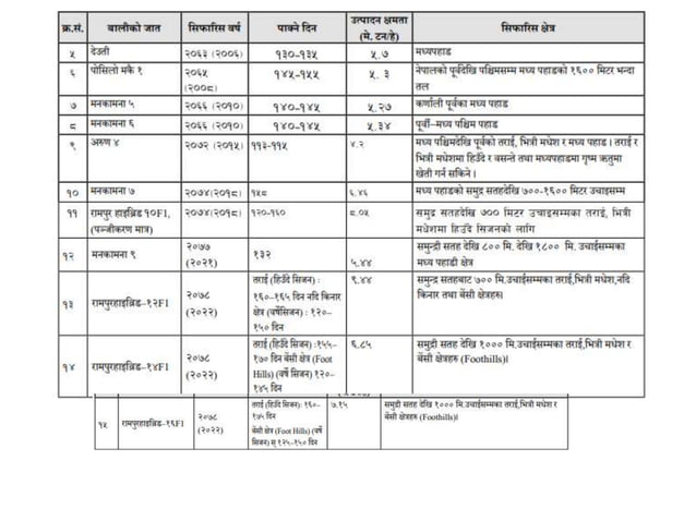 MAIZE df rtfdg fffffg fg fg fg fgf111.pptx