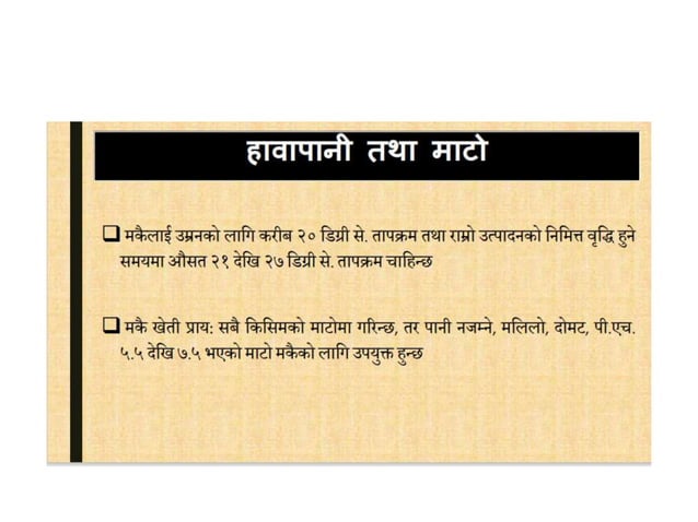 MAIZE df rtfdg fffffg fg fg fg fgf111.pptx