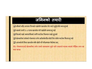 MAIZE df rtfdg fffffg fg fg fg fgf111.pptx