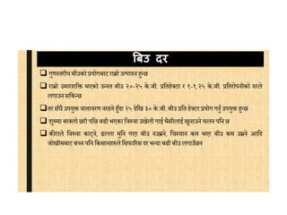 MAIZE df rtfdg fffffg fg fg fg fgf111.pptx