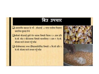 MAIZE df rtfdg fffffg fg fg fg fgf111.pptx