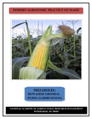 Maize (2) | PDF