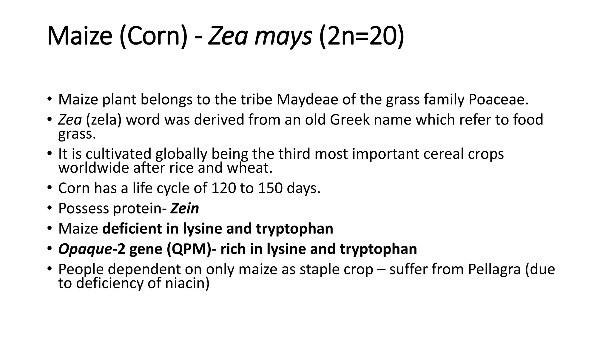 Maize botany.pdf | Gardening | Home & Garden