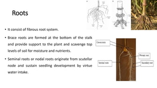 Maize botany.pdf