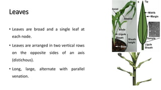 Maize botany.pdf