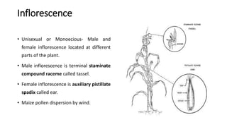 Maize botany.pdf