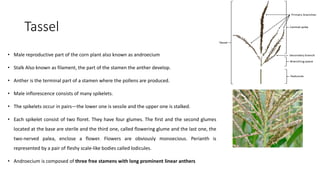 Maize botany.pdf