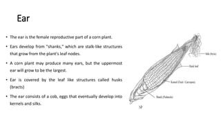 Maize botany.pdf