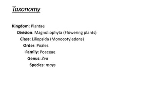 Maize botany.pdf