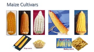Maize botany.pdf