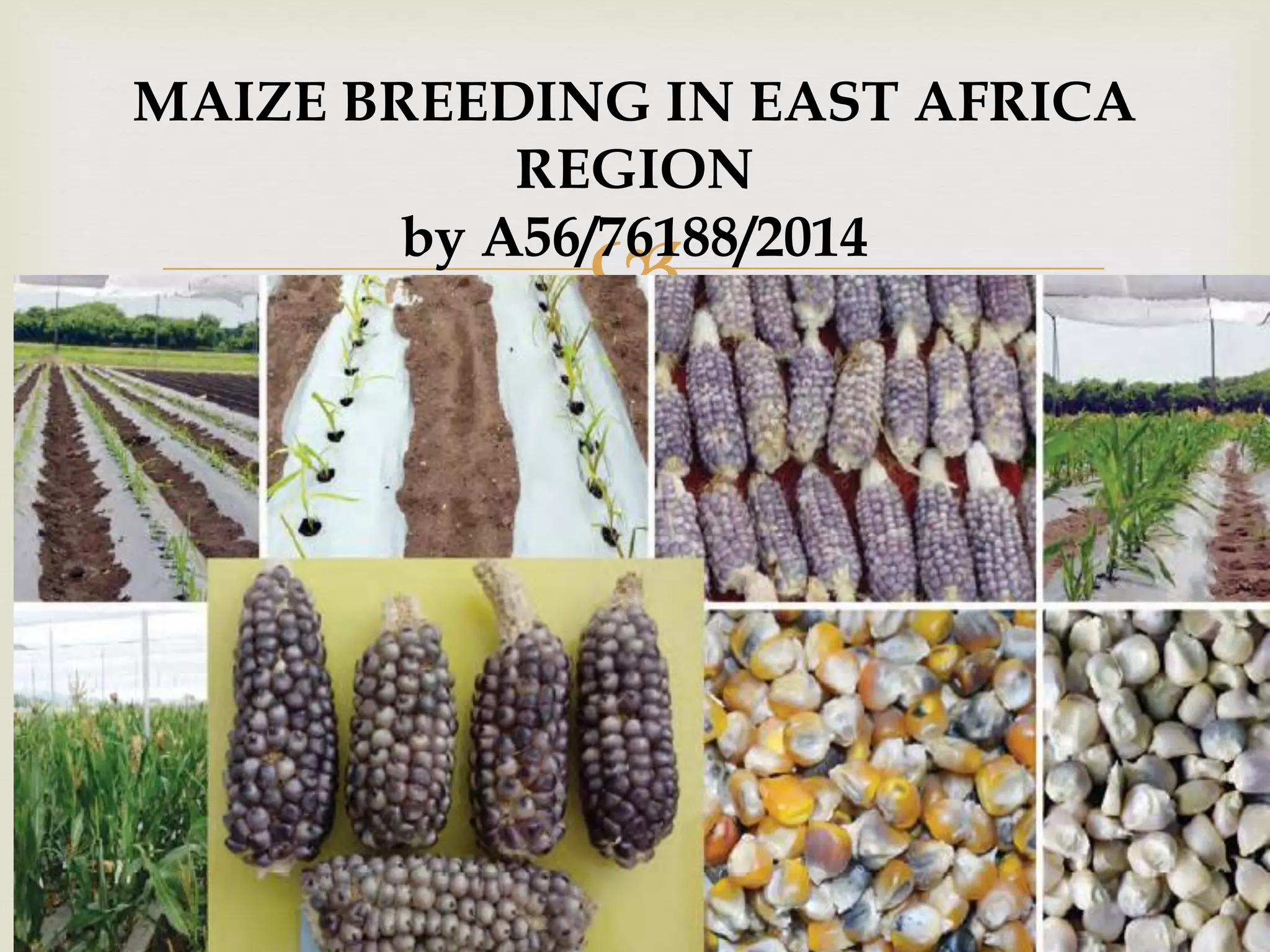 Maize breeding in east africa region presentation | PPT