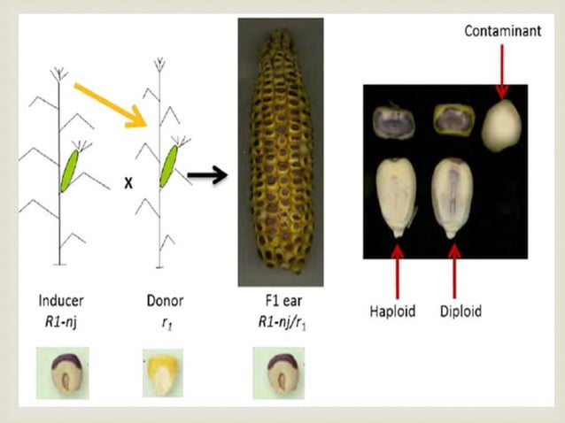 Maize breeding in east africa region presentation | PPT