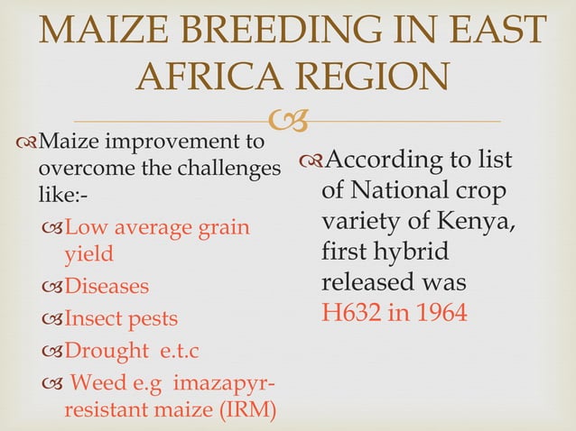 Maize breeding in east africa region presentation | PPT