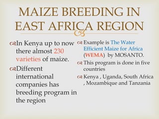 Maize breeding in east africa region presentation | PPT