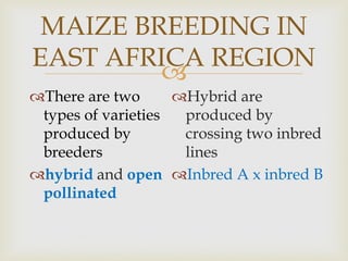Maize breeding in east africa region presentation | PPT
