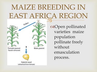 Maize breeding in east africa region presentation | PPT