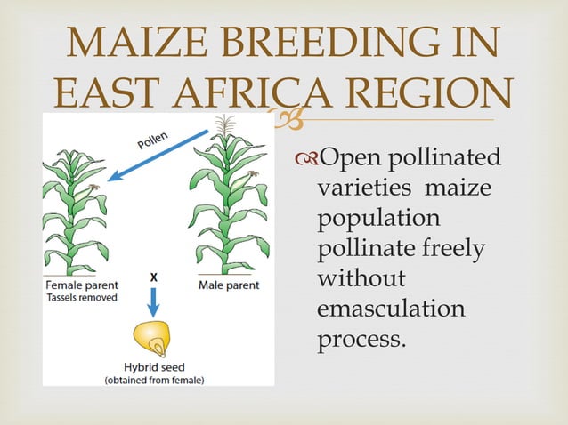 Maize breeding in east africa region presentation | PPT