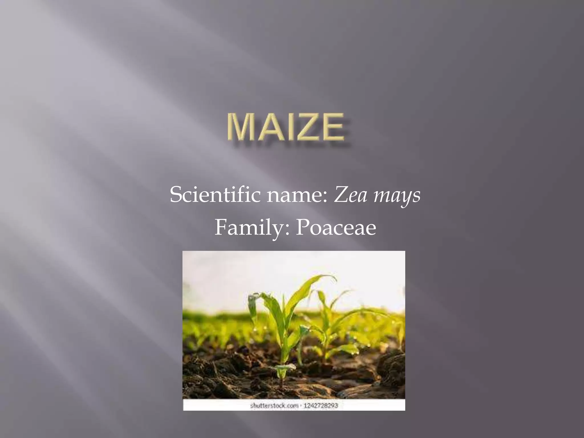 Maize crop by products.pptx