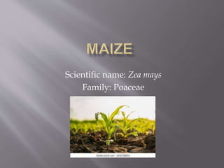 Maize crop by products.pptx | Nutrition | Healthy Living