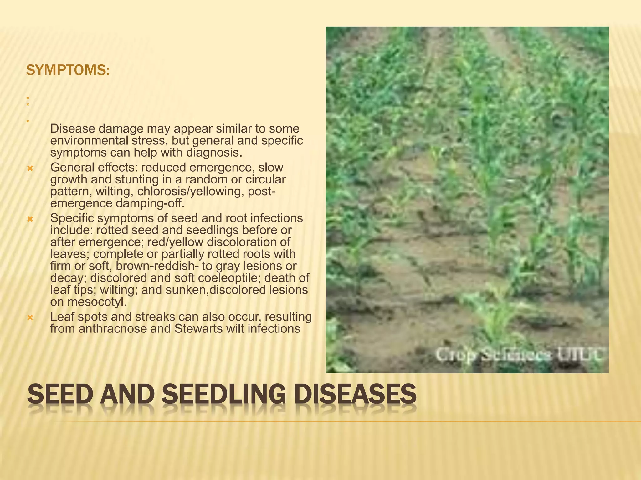 Maize crop diseases A Lecture by Mr Allah Dad Khan | PPTX
