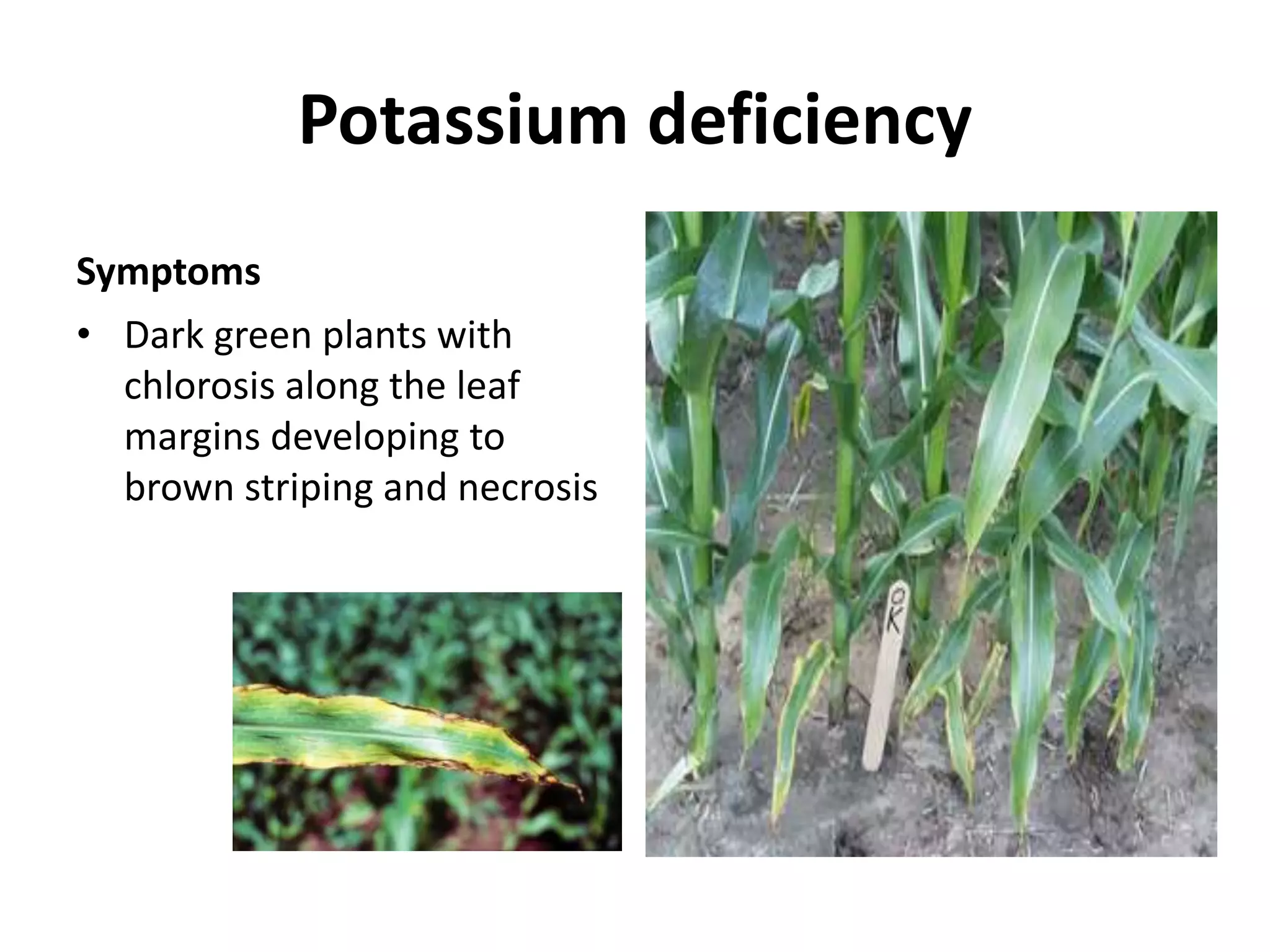 Maize crop disorders A Lecture by Mr Allah Dad Khan | PPTX