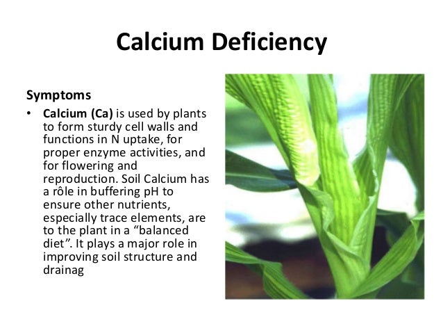 Maize crop disorders A Lecture by Mr Allah Dad Khan
