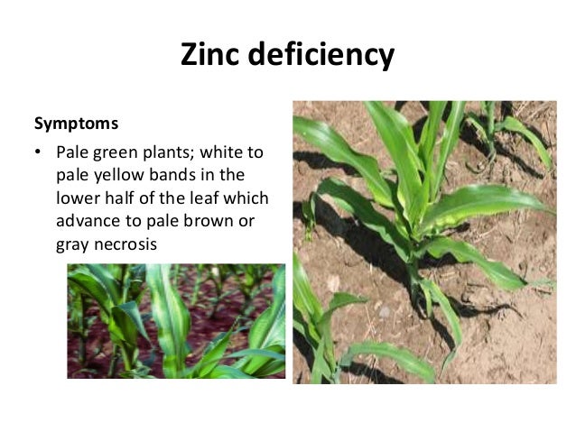 Maize crop disorders A Lecture by Mr Allah Dad Khan