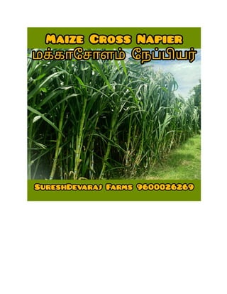 Maize Cross Napier.pdf | Food & Drink