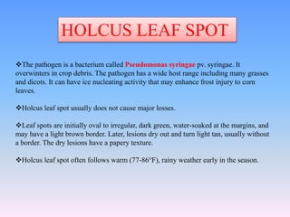 Maize leaf spots | PPTX