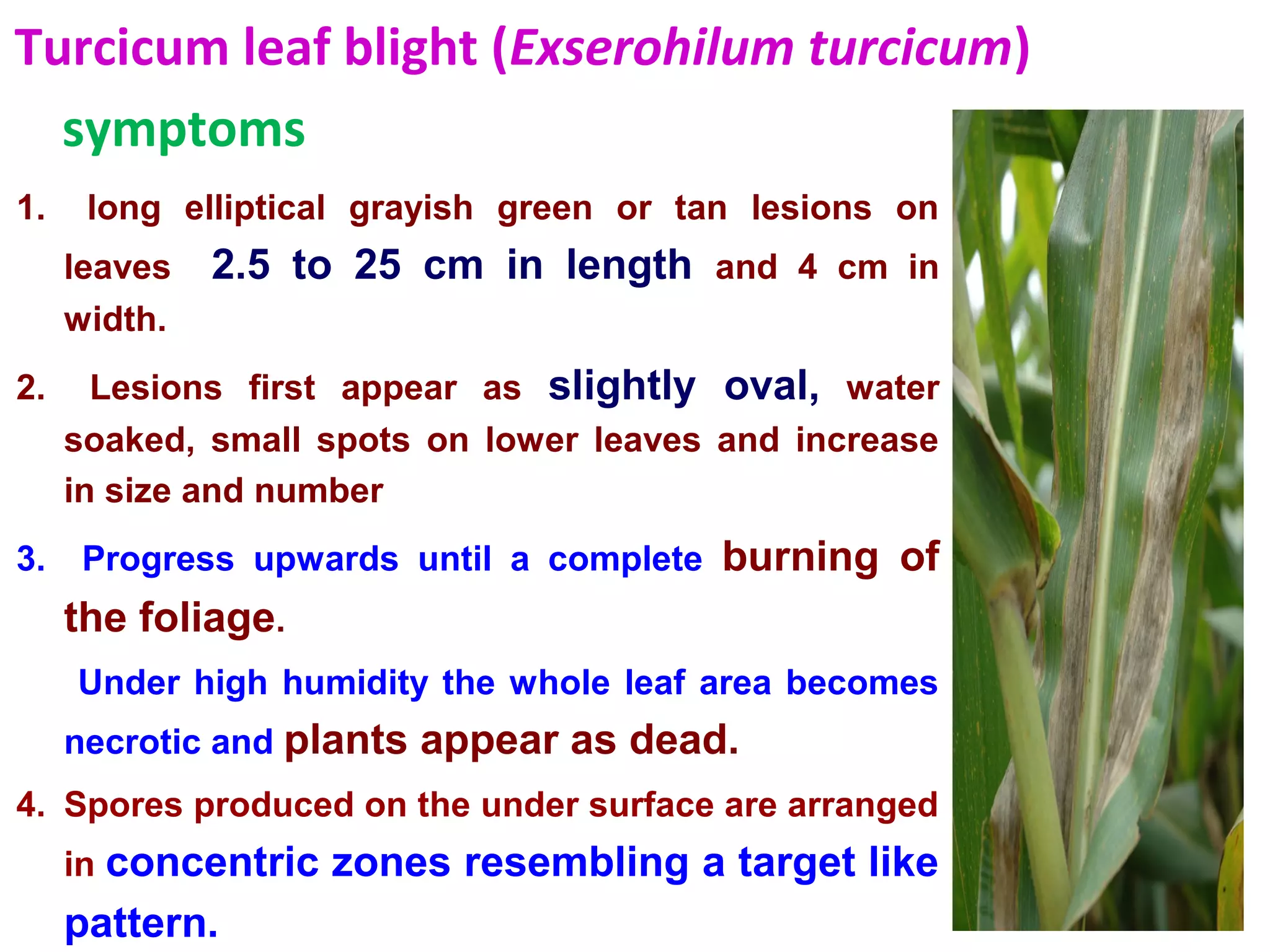 Integrated disease management Maize diseases | PPT