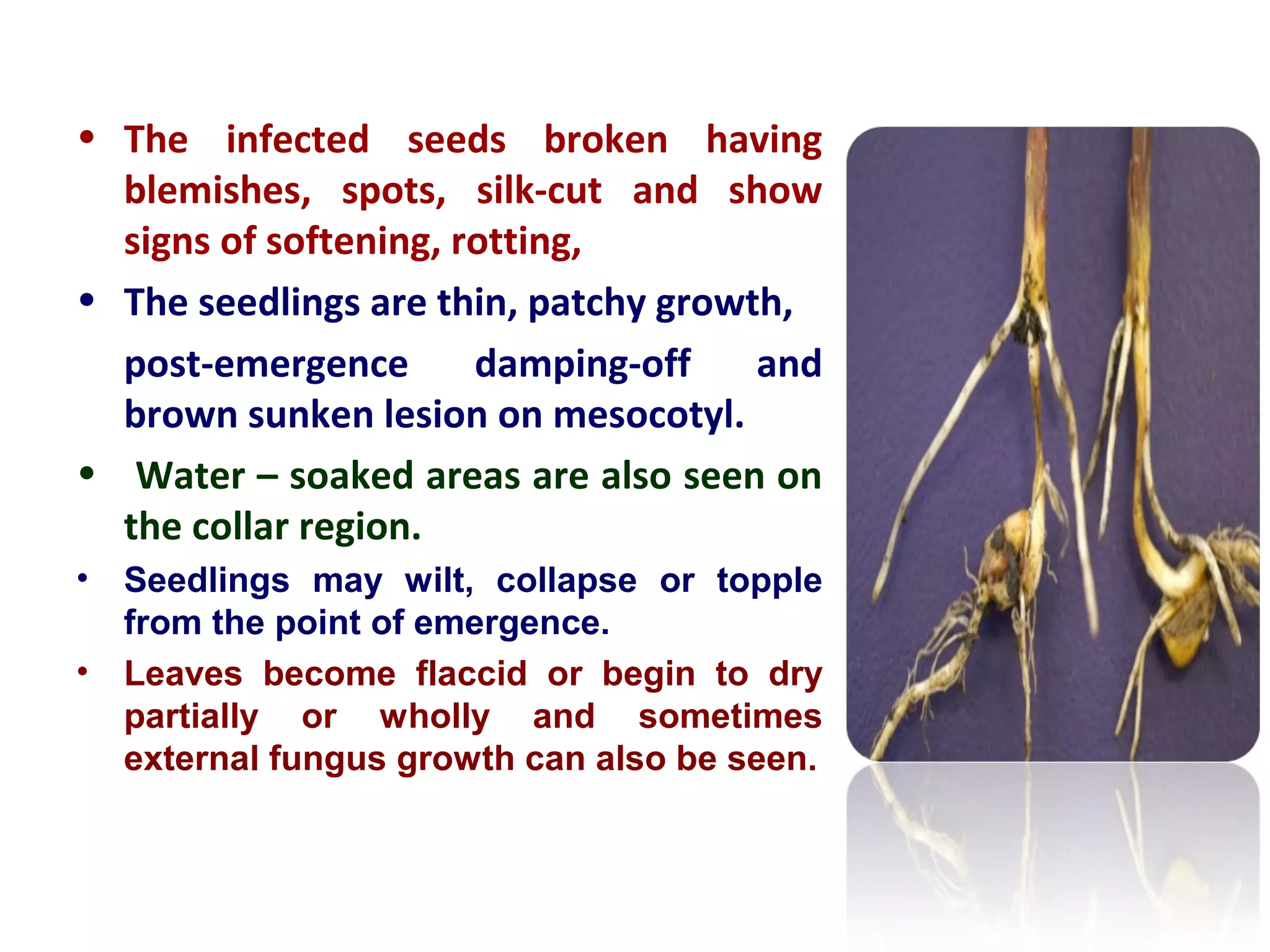 Integrated disease management Maize diseases | PPT