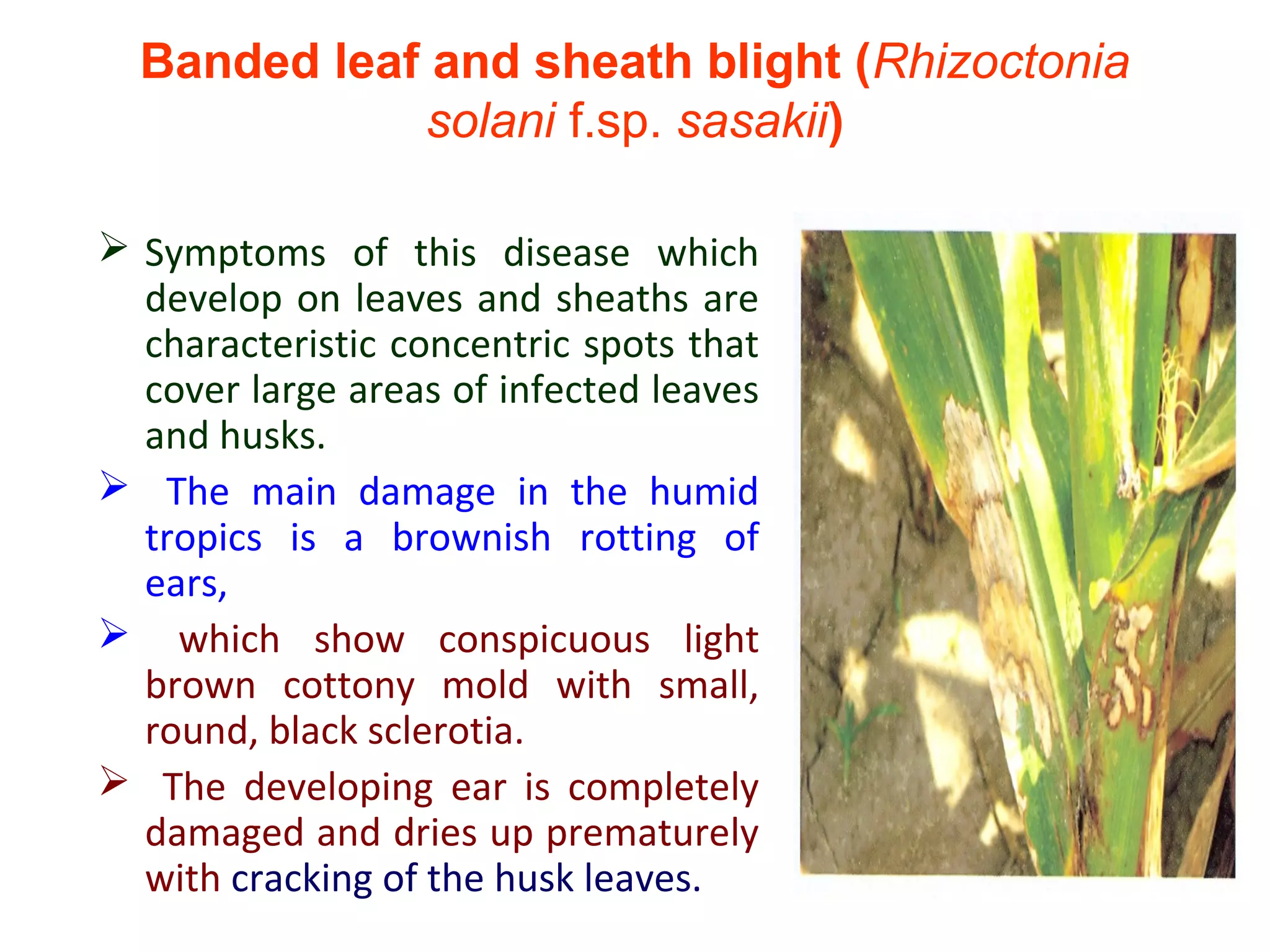 Integrated disease management Maize diseases | PPT