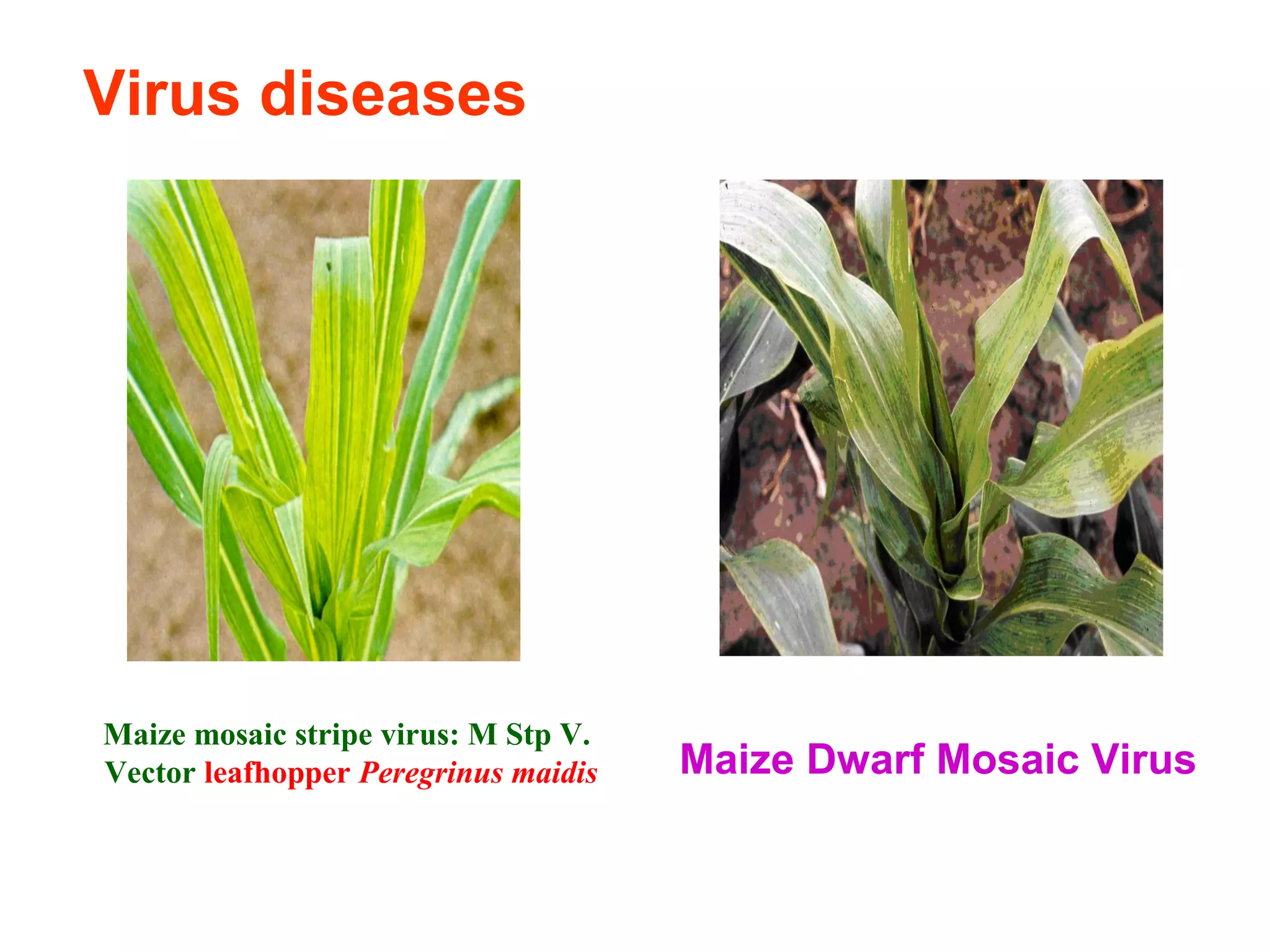 Integrated disease management Maize diseases | PPT