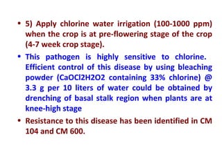 Integrated disease management Maize diseases | PPT