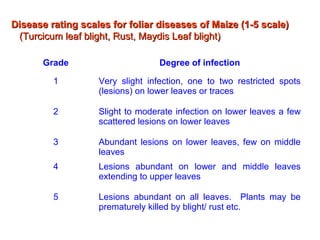 Integrated disease management Maize diseases | PPT