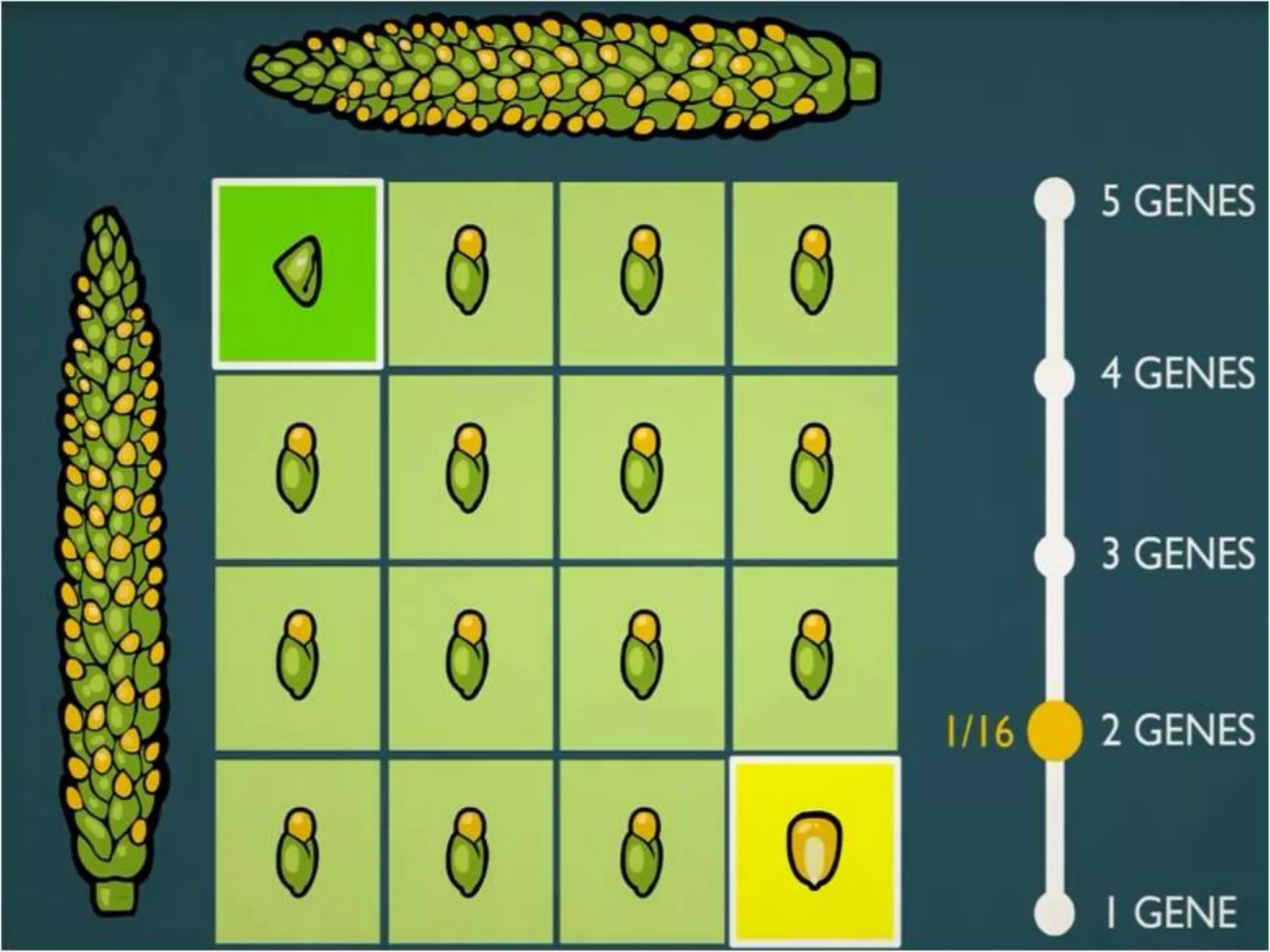 Maize evolution | PPTX