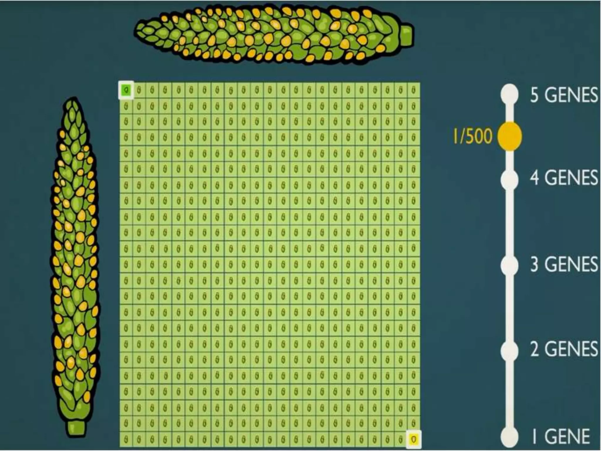 Maize evolution | PPTX