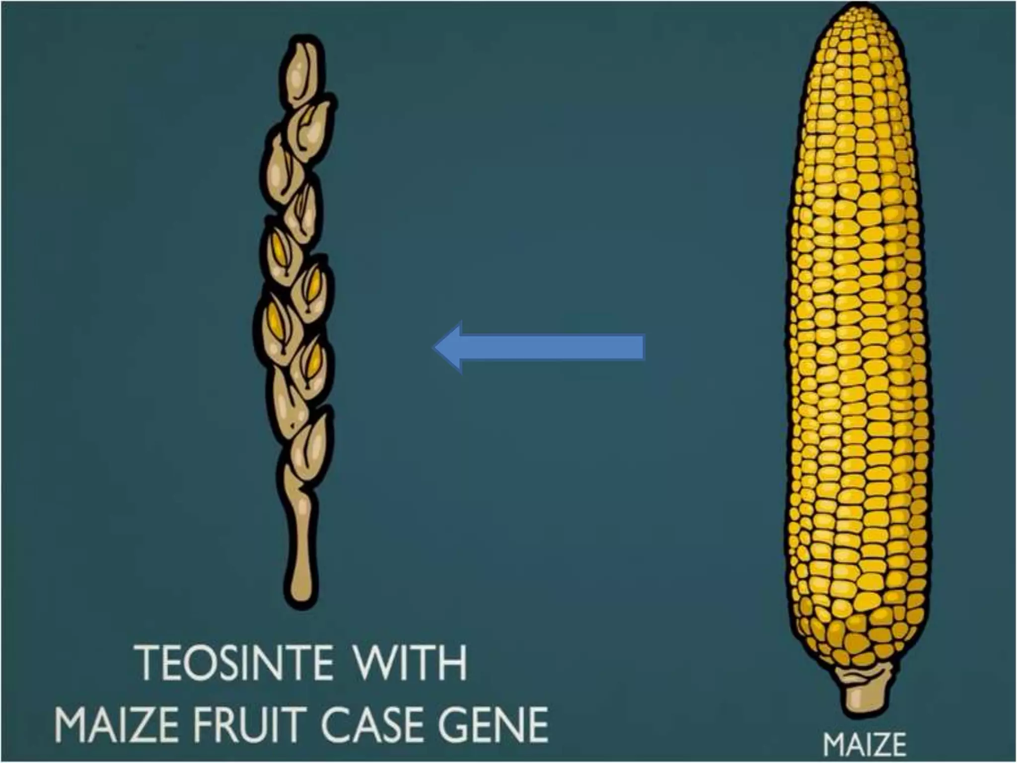 Maize evolution | PPTX