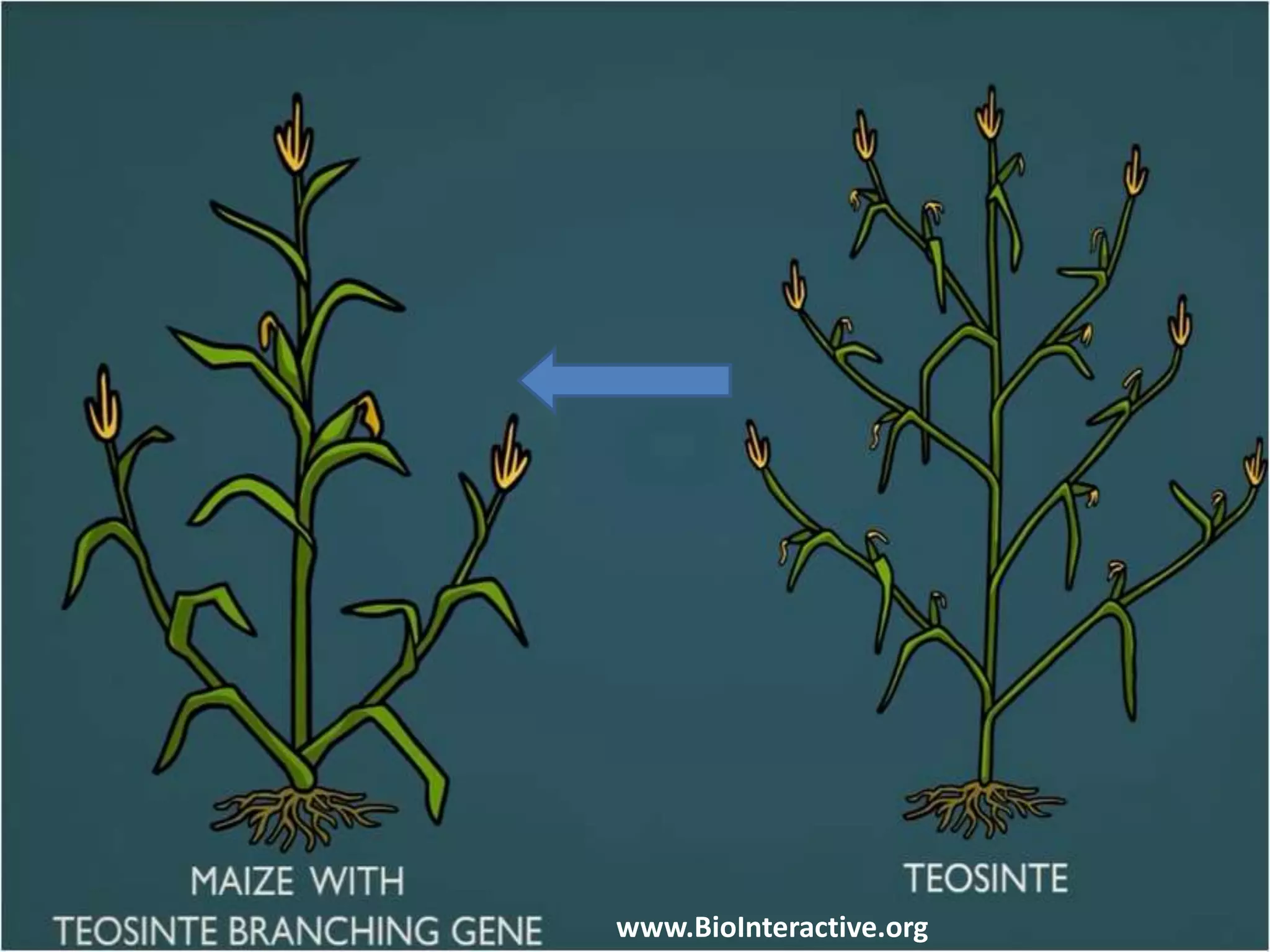 Maize evolution | PPTX