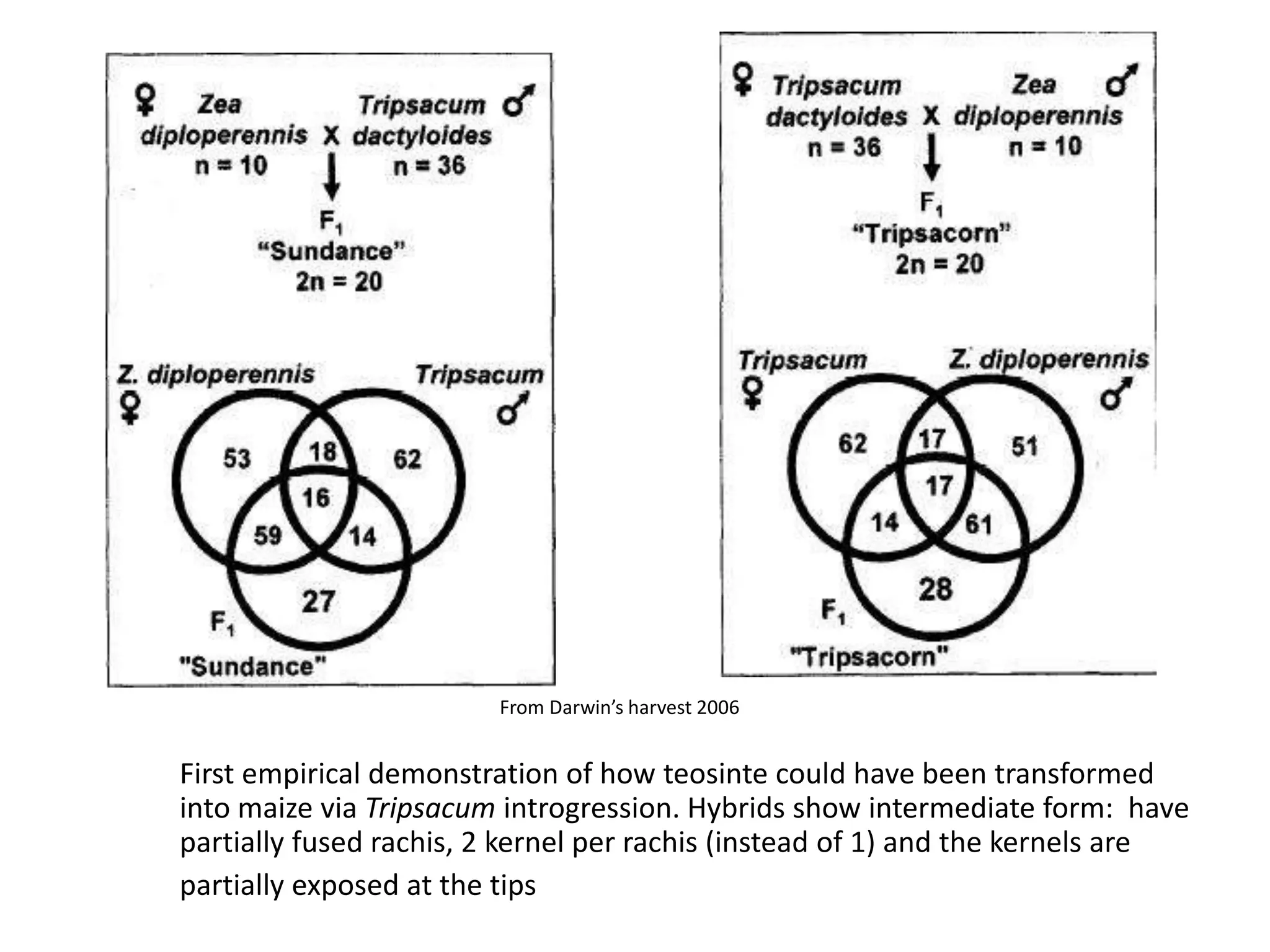 Maize evolution | PPTX