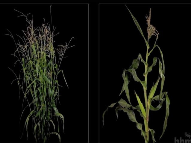 Maize evolution | PPTX | Biological Sciences | Science