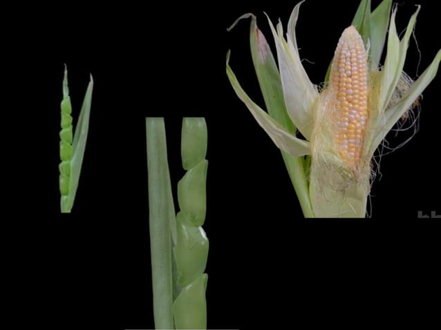Maize evolution | PPTX | Biological Sciences | Science